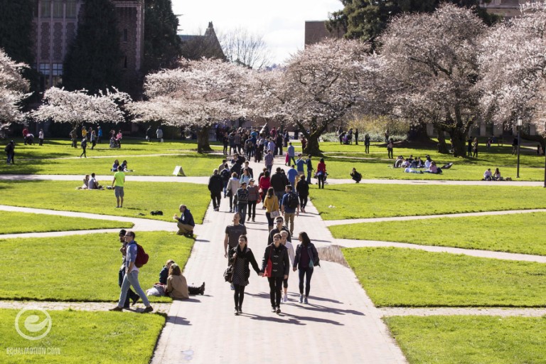 Seattle Spring: University of Washington Cherry Trees - Equal Motion