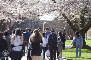 Seattle Spring: University of Washington Cherry Trees - Equal Motion