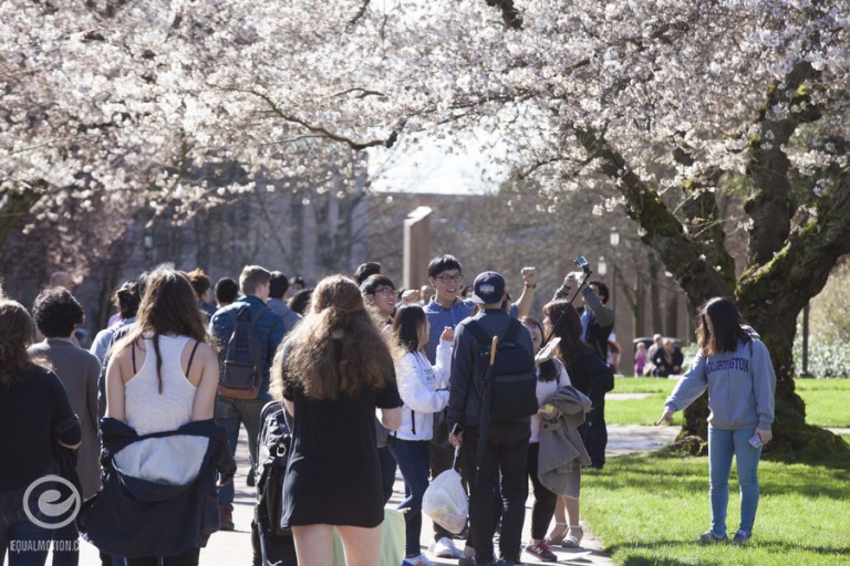 Seattle Spring: University of Washington Cherry Trees - Equal Motion