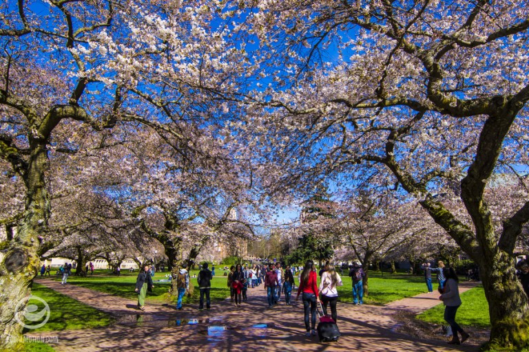 Seattle Spring: University of Washington Cherry Trees - Equal Motion