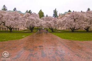 Seattle Spring: University of Washington Cherry Trees - Equal Motion
