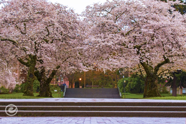 Seattle Spring: University of Washington Cherry Trees - Equal Motion