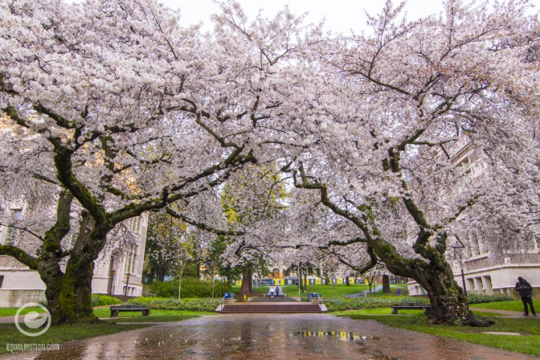 Seattle Spring: University of Washington Cherry Trees - Equal Motion