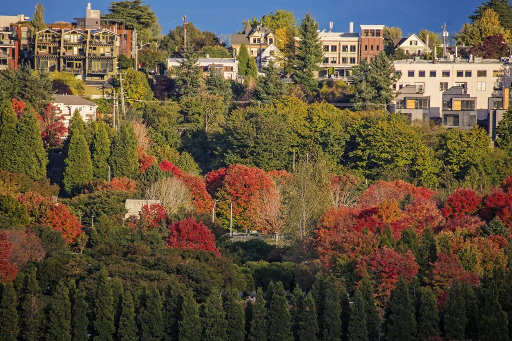 Fall Colors In Seattle - Equal Motion