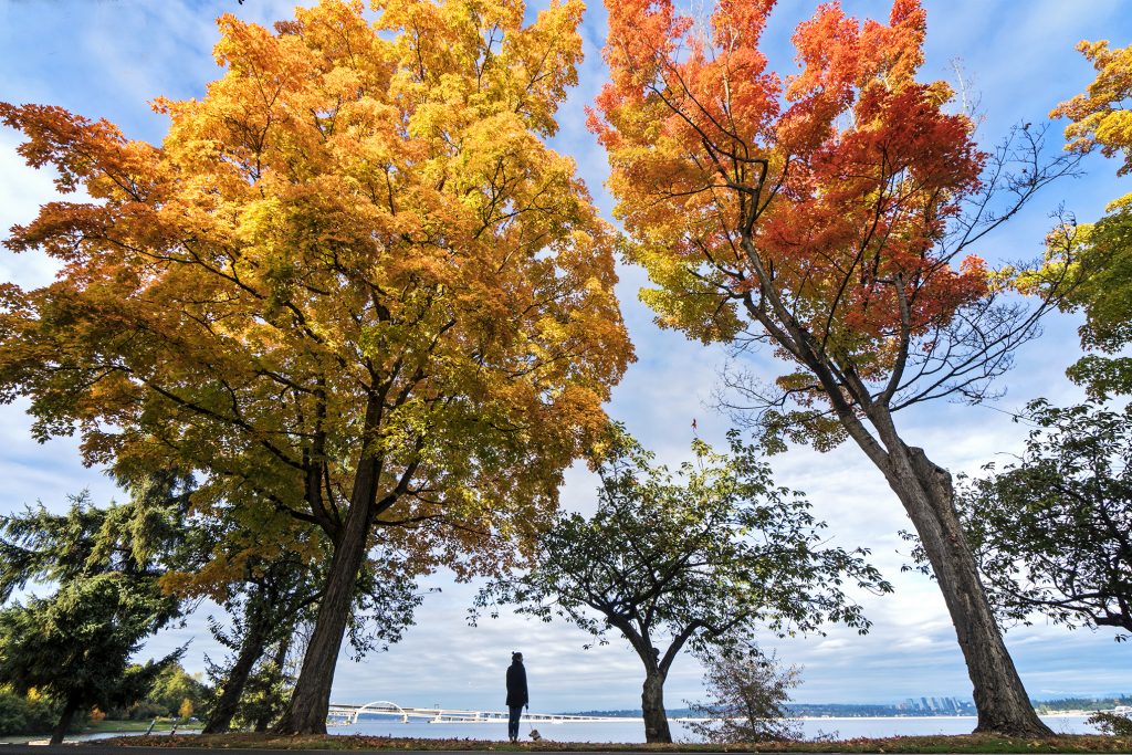 Fall Colors In Seattle - Equal Motion